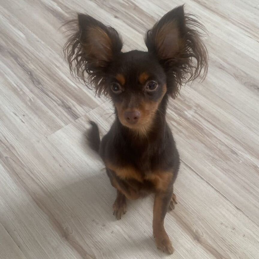 Русский той-терьер, щенок