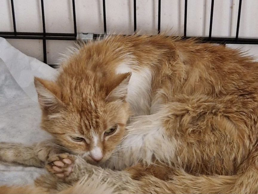 Роскошная рыже-белая кошка ищет дом