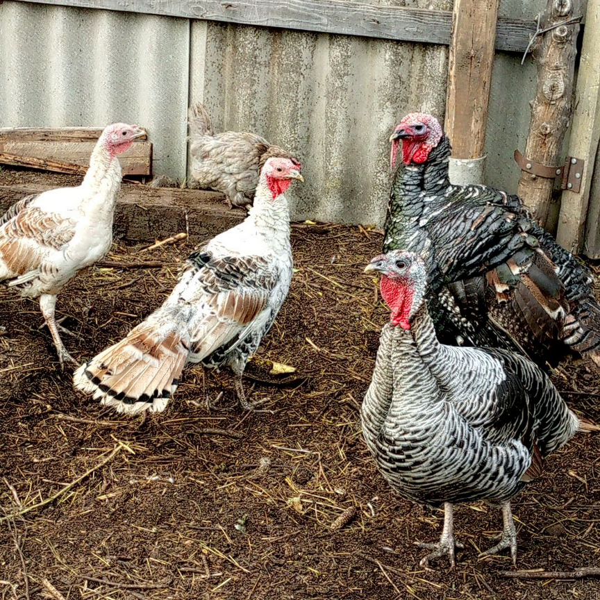 Индюки и петушки белефейдоры