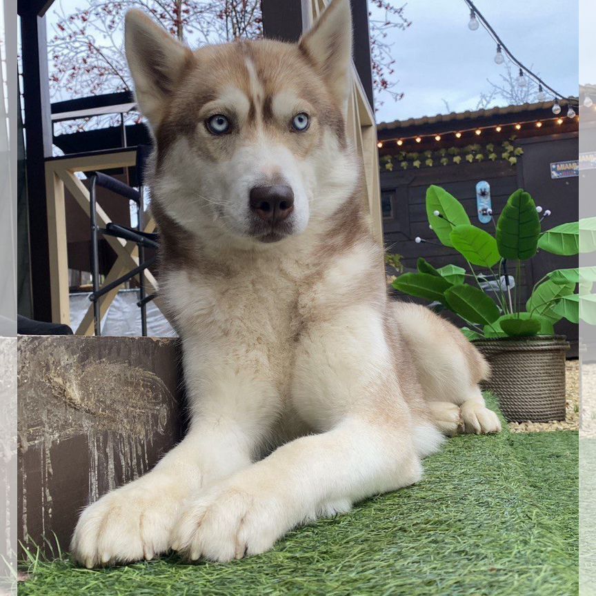 Сибирский хаски, взрослая собака