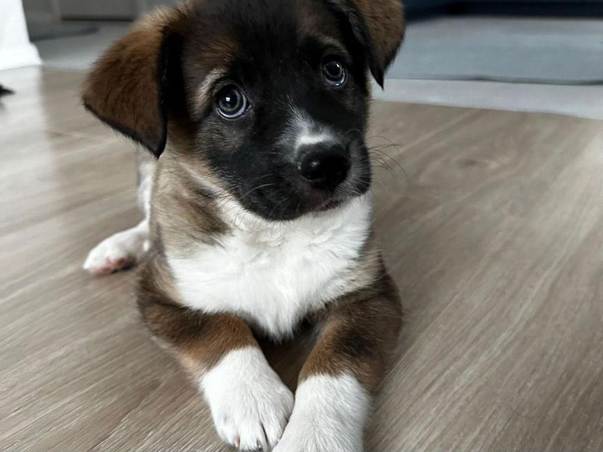 Собака в добрые руки отдам бесплатно