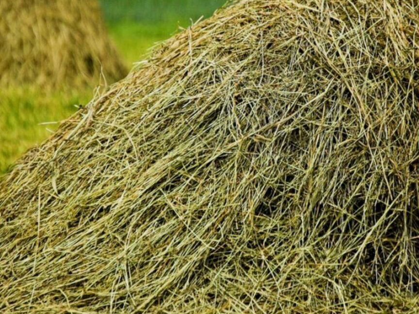 Трава на сено