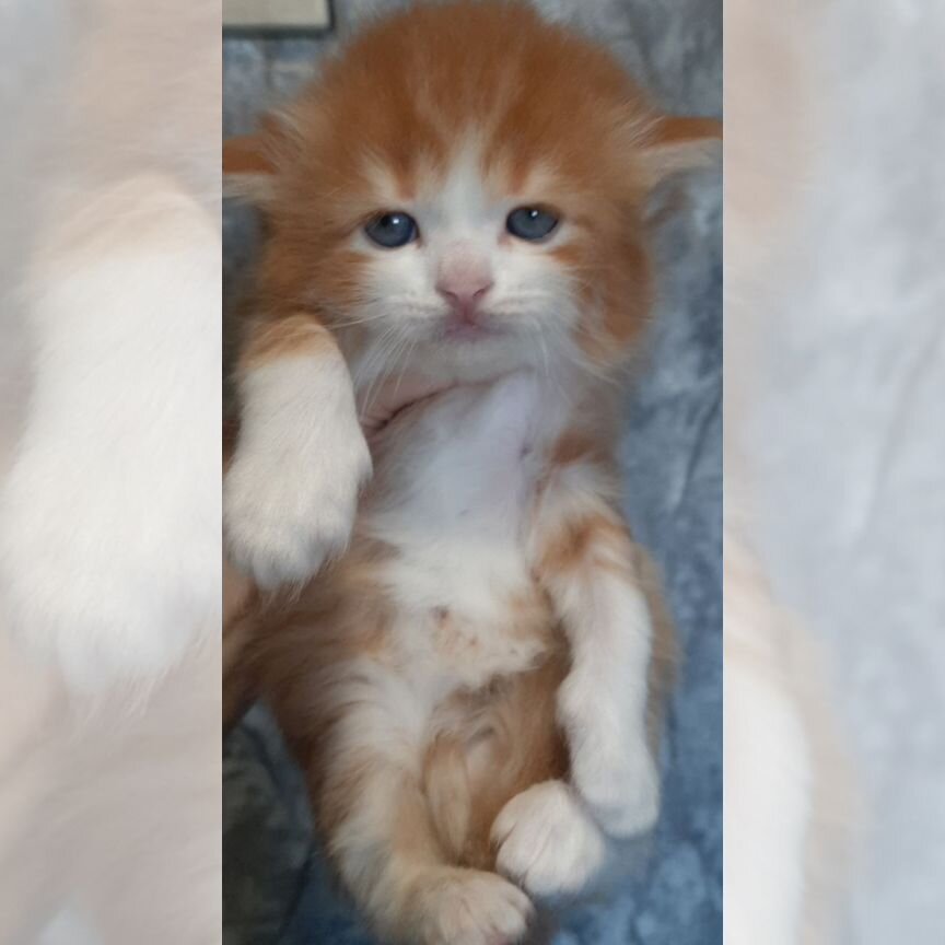 Шотландские длиношерстные котята