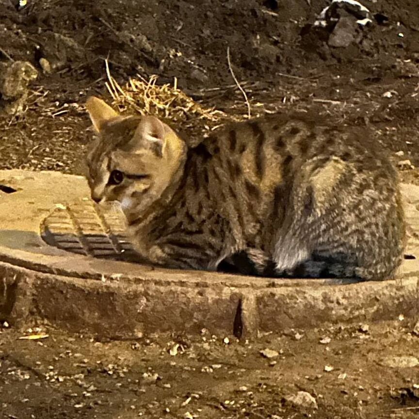 Котята подростки