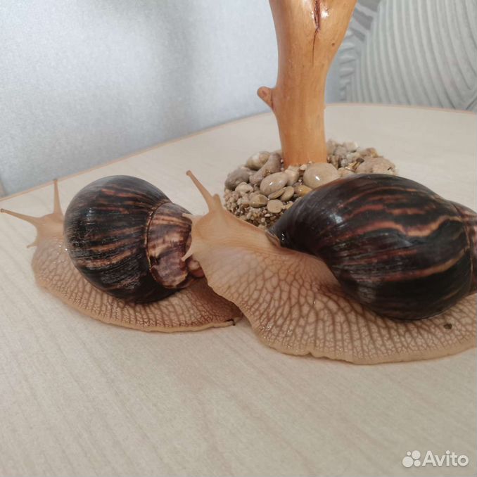 Улитки ахатины бесплатно