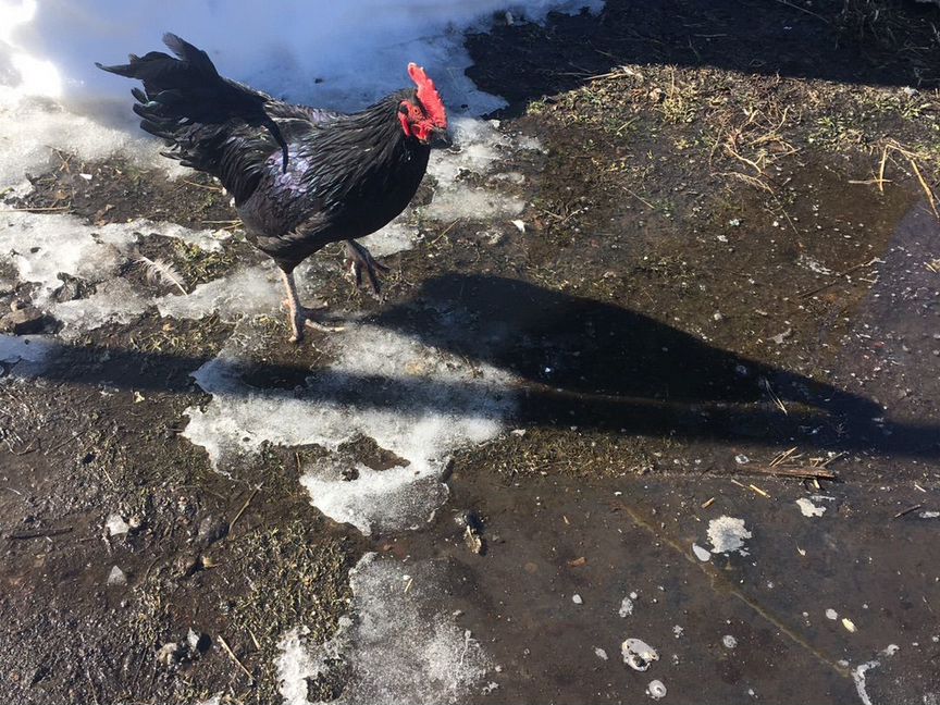 Петух Австралорп черный