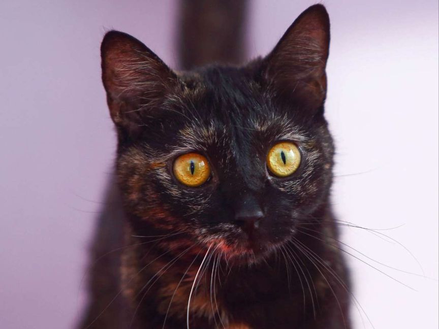 Кошка