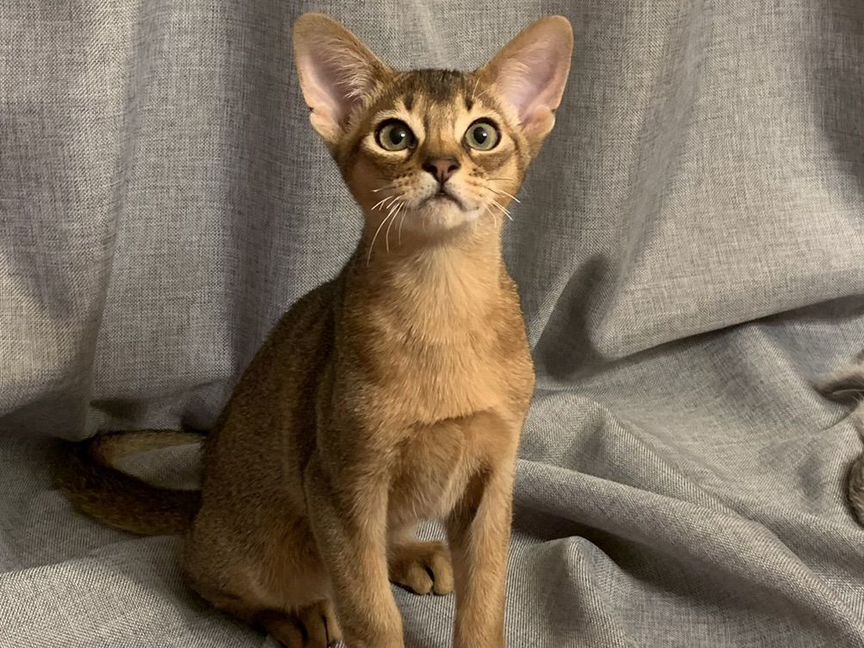 Абиссинские котята