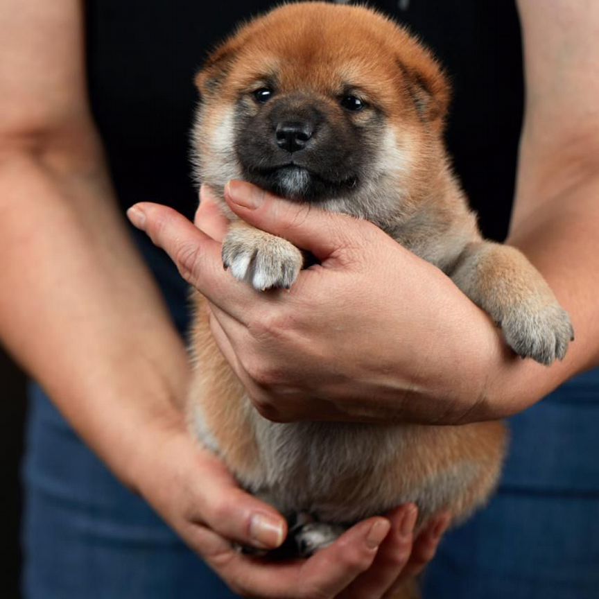 Продам щенков сиба ину