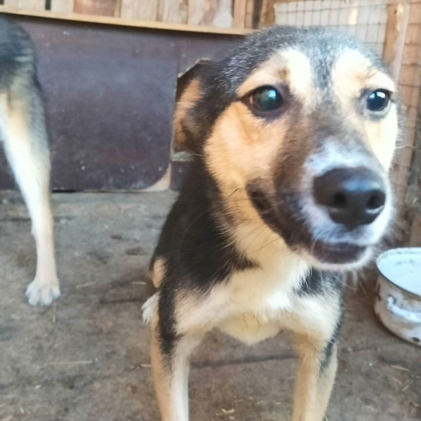 Взрослая собака в добрые руки