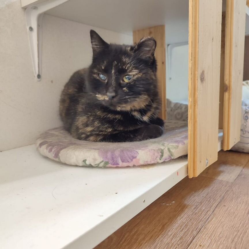 Кошечка Ласка