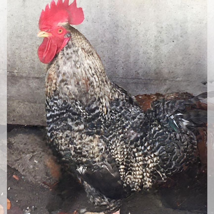 Петух доминант крапчатый