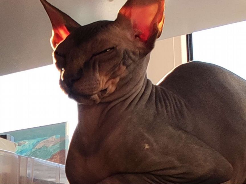 Канадский сфинкс вязка(Мальчик)