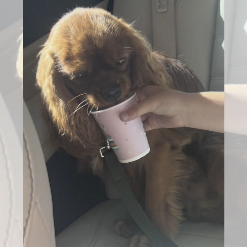 Кавалер кинг-чарльз-спаниель, взрослая собака