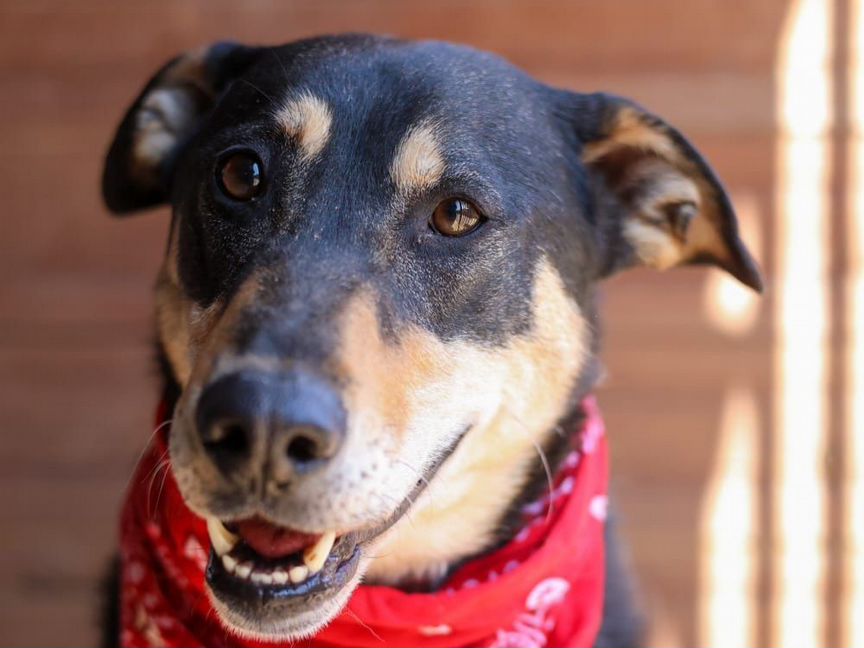 Ищет дом пес Лекс