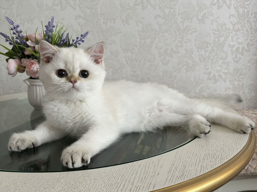 Британская золотая шиншилла