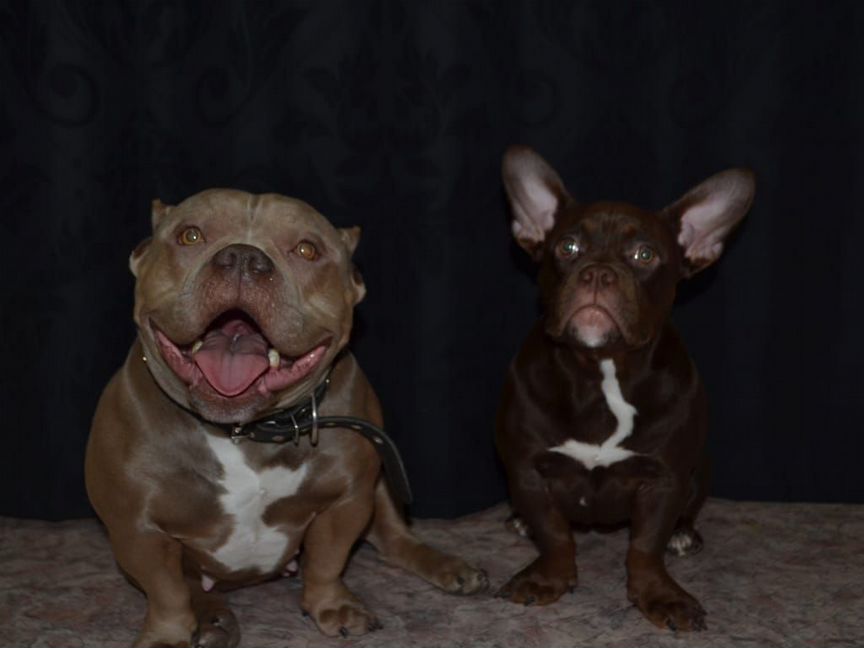 Американский булли