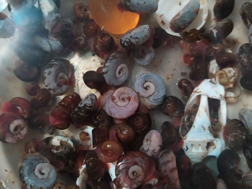 Улитки аквариумные