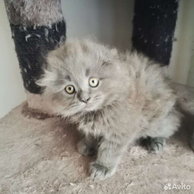 Красивые Котята Хайленд Фолд