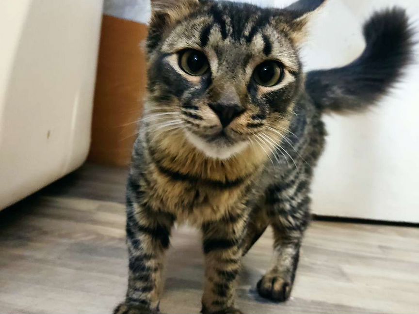 Котик в добрые руки