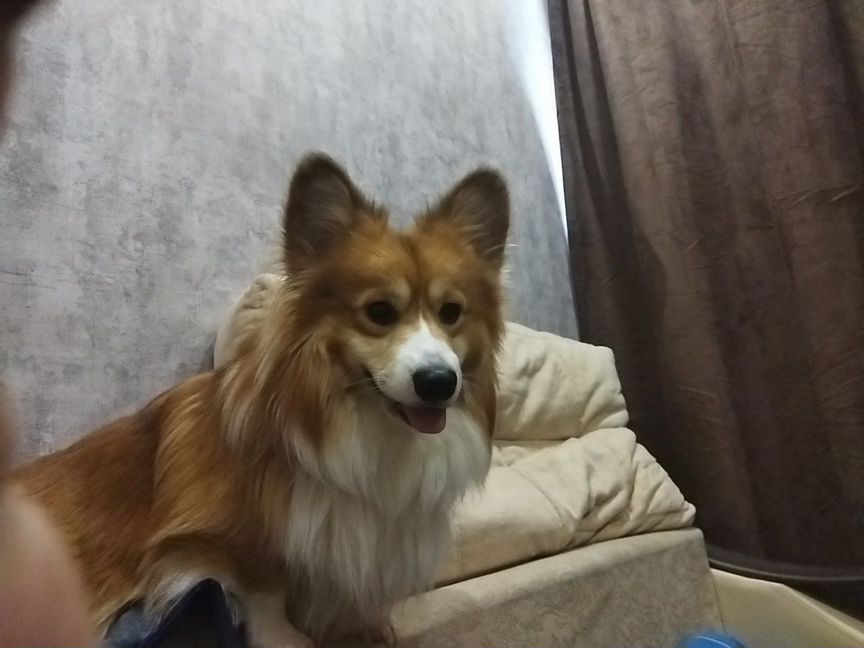 Кобель, флафи ищет коржиху