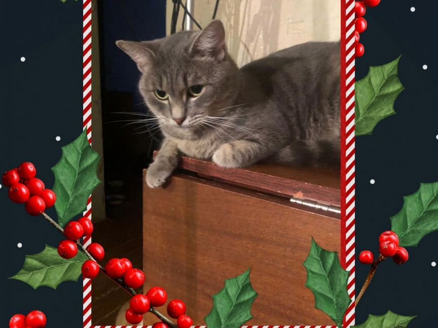 Максимка в поисках дома