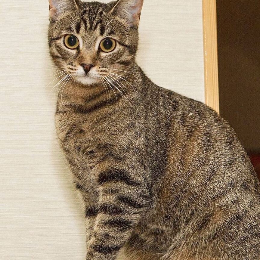 В добрые руки