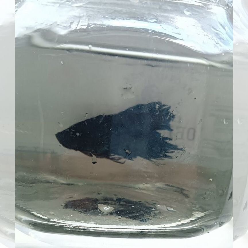 Рыба петушок (самец)