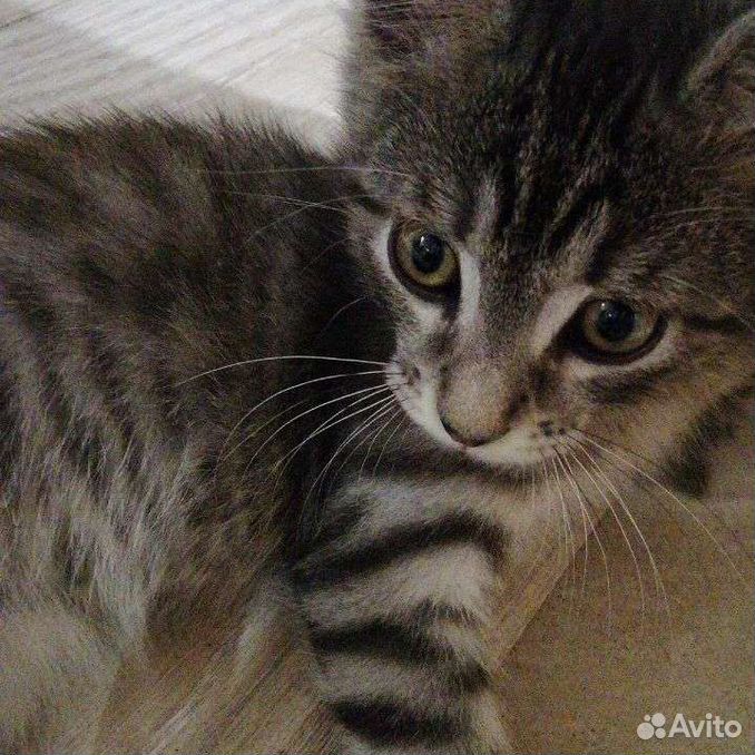 Сибирский Котенок Бантик