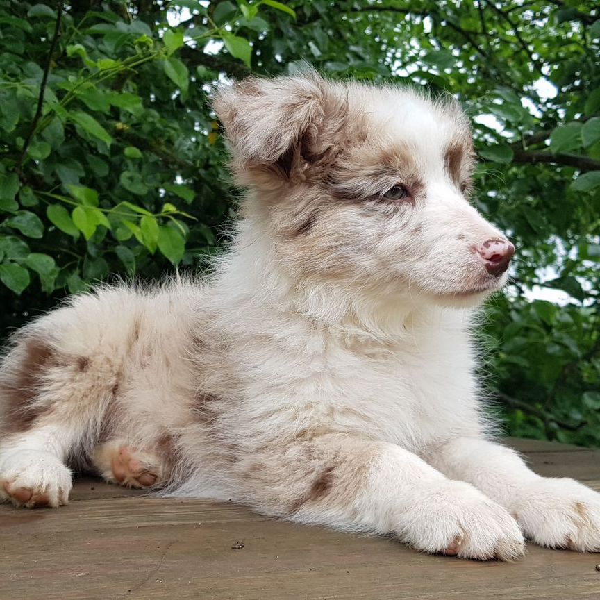 Бордер-колли, щенок