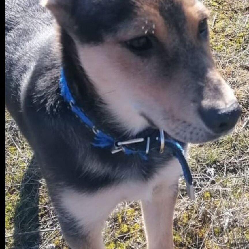 Щенок ищет дом