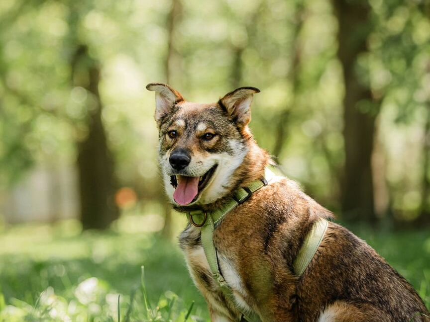 Челси ищет долгожданный дом