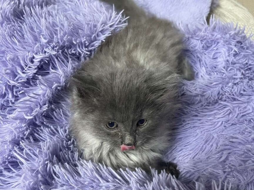 Мимимишный котик ответственным людям