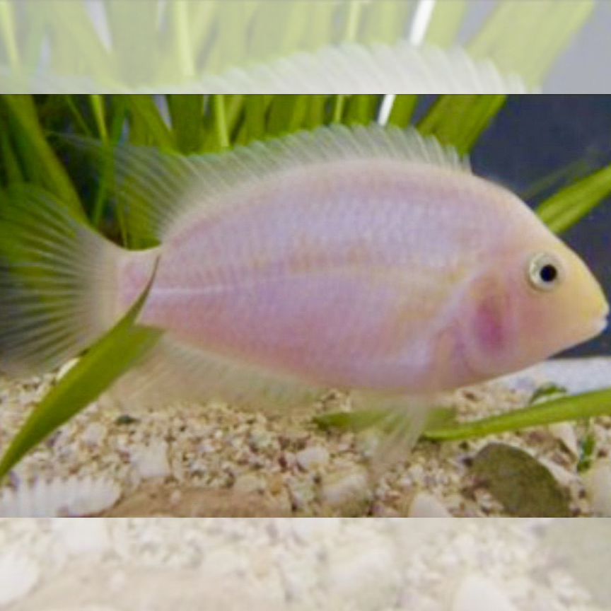 Мальки цихлид фламинго