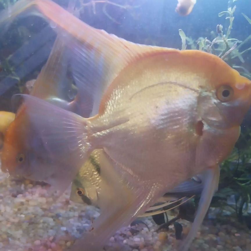 Самец желтой "Золотой" скалярии