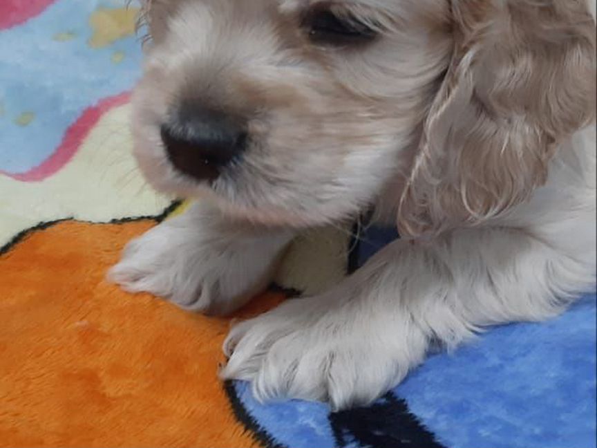 Кокер спаниель