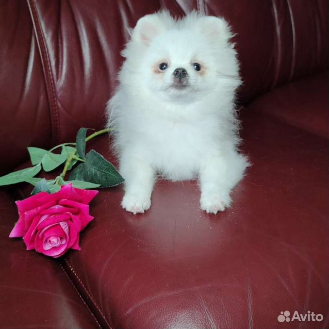 Белый малыш шпицуля