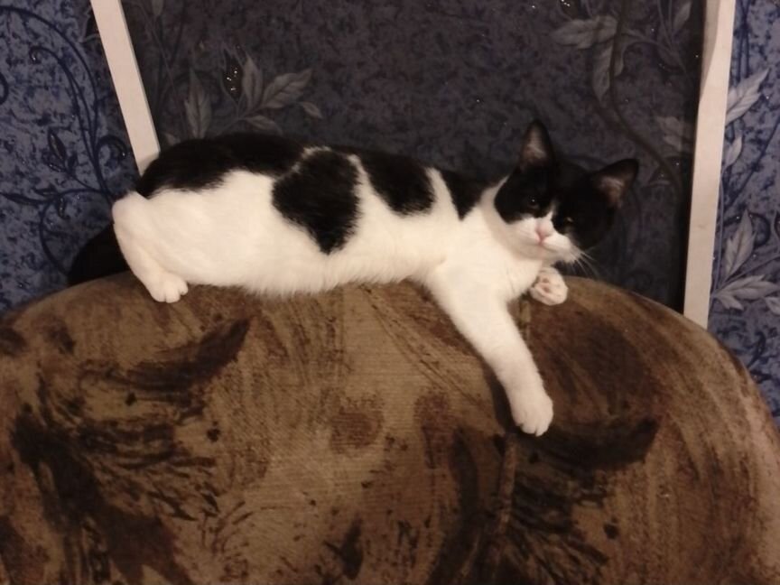 Кошка