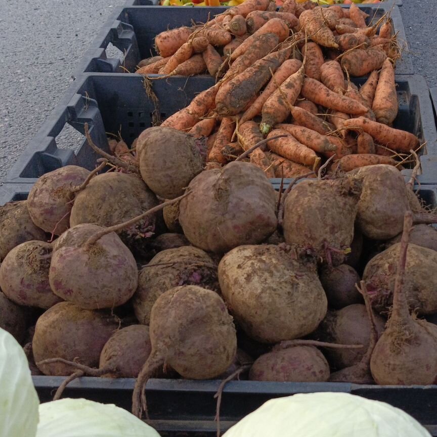 Морковь кормовая свекла