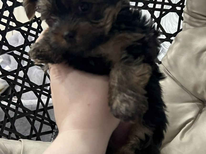 Продам йорширского терьера девочка