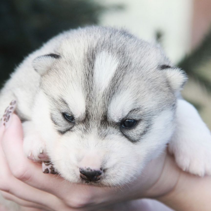 Породные щенки Сибирский хаски