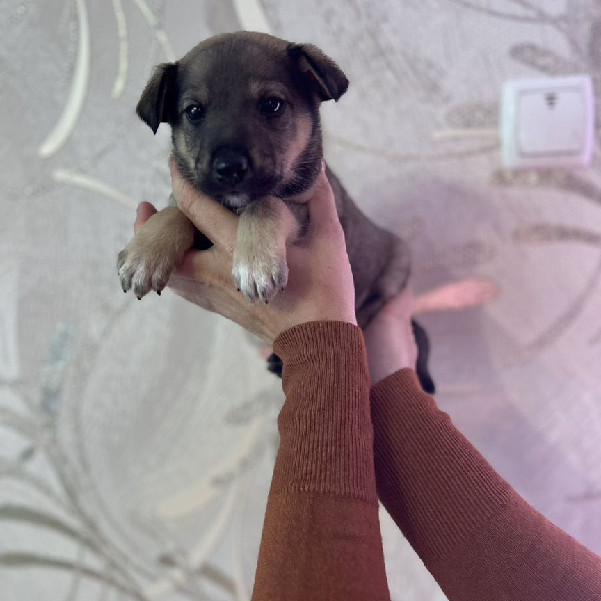 Шарик в дар