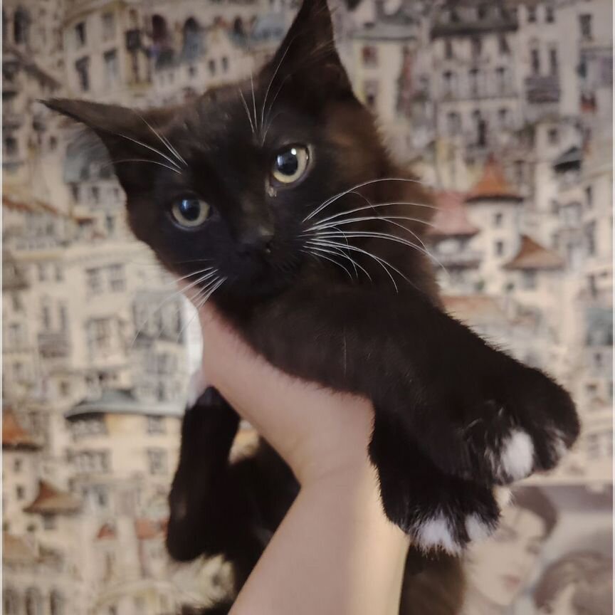 Котёнок в добрые руки