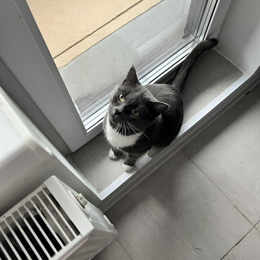 Ласковый и нежный котик в добрые руки