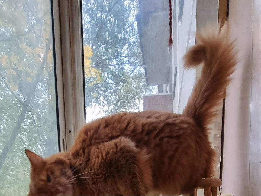 Сомалийская кошка