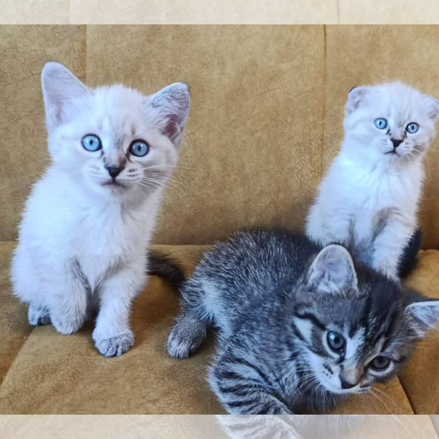 Сибирский котёнок