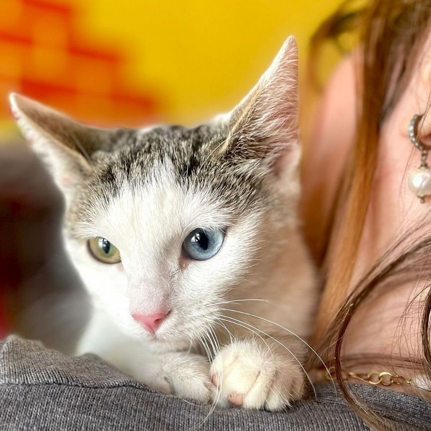 Котёнок в добрые руки