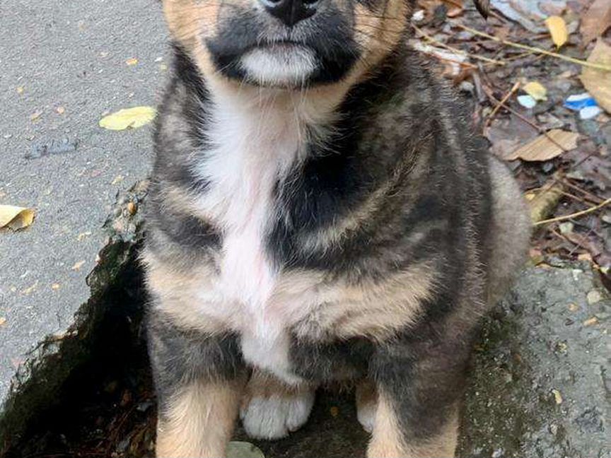 Щенки для охраны