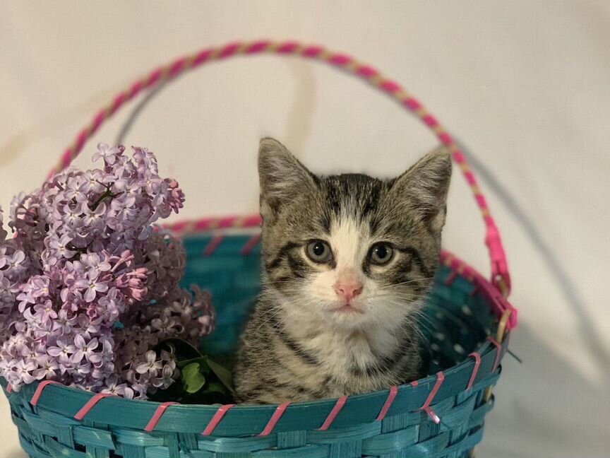 Кошечка 1,5 месяца