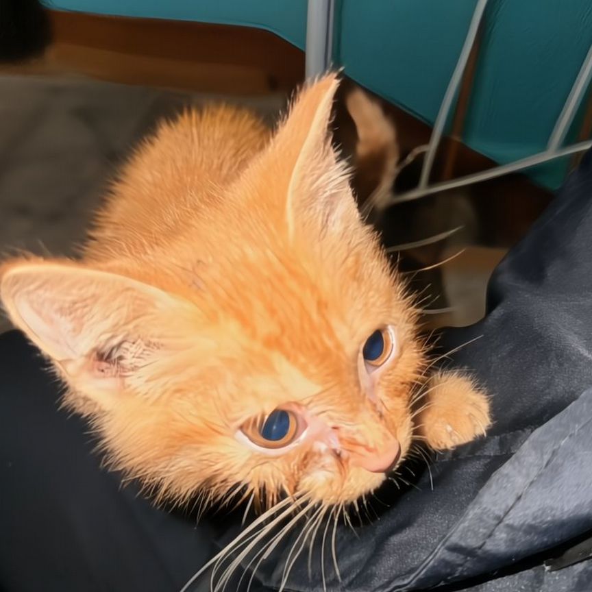 Котёнок в добрые руки